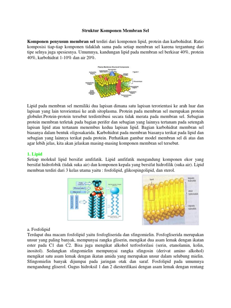 Struktur Komponen Membran Sel | PDF