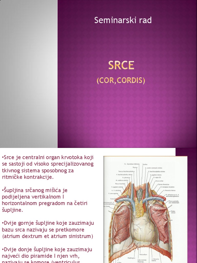 Anatomija Srce | PDF