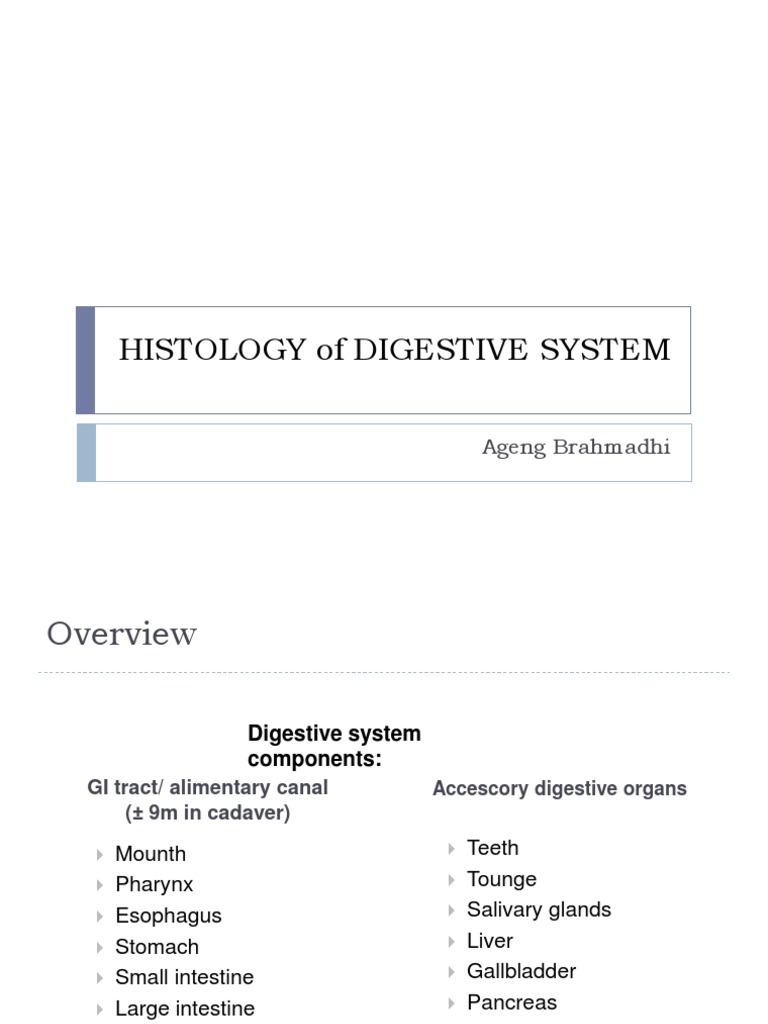Histology of Digestive System | PDF | Stomach | Gastrointestinal Tract
