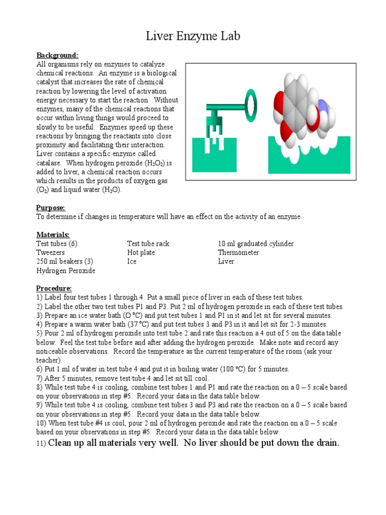 Liver Enzyme Lab | PDF | Peroxide | Catalysis