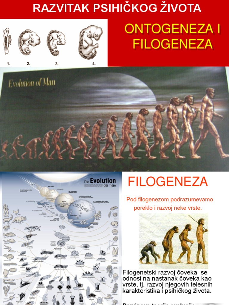 Ontogeneza I Filogeneza | PDF