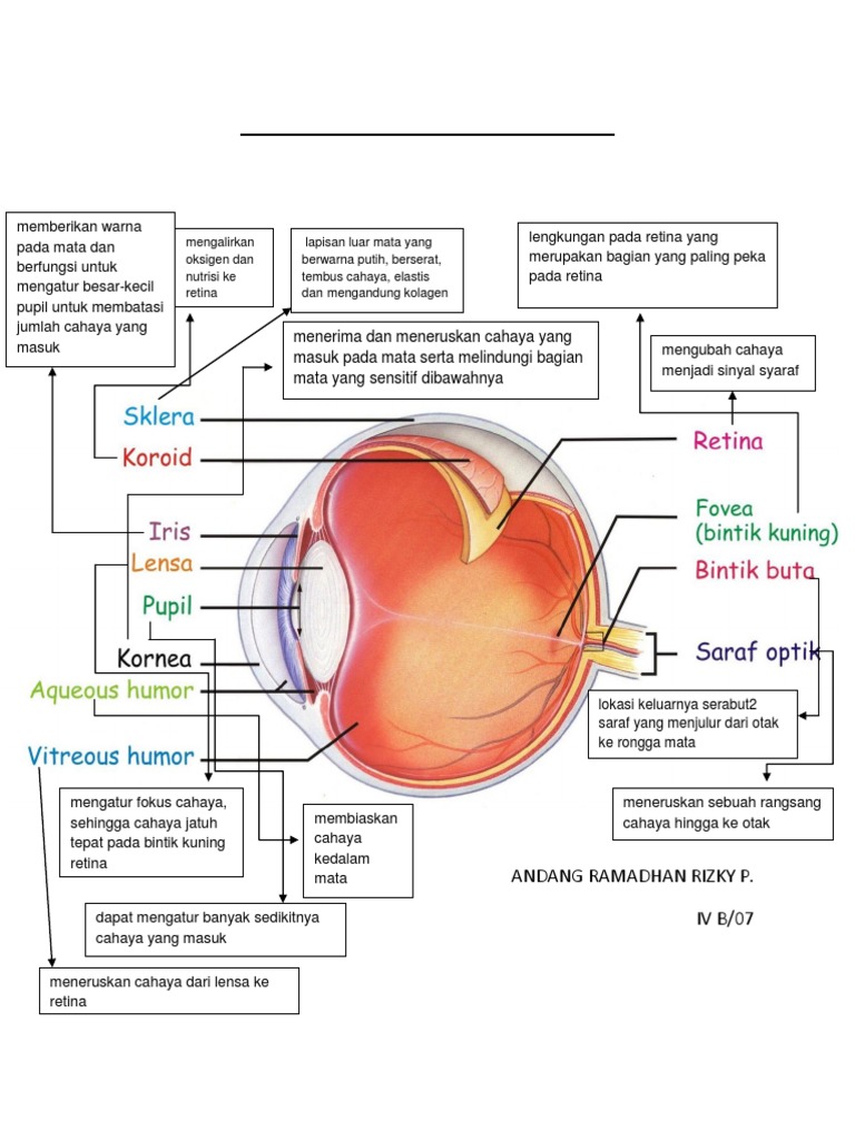 Bagian Mata Dan Fungsinya | PDF