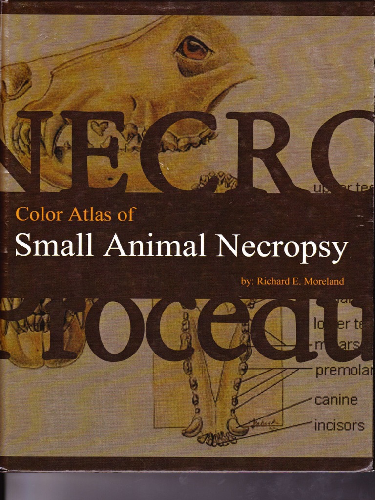 Color Atlas of Small Animal Necropsy | PDF | Pathology | Thorax