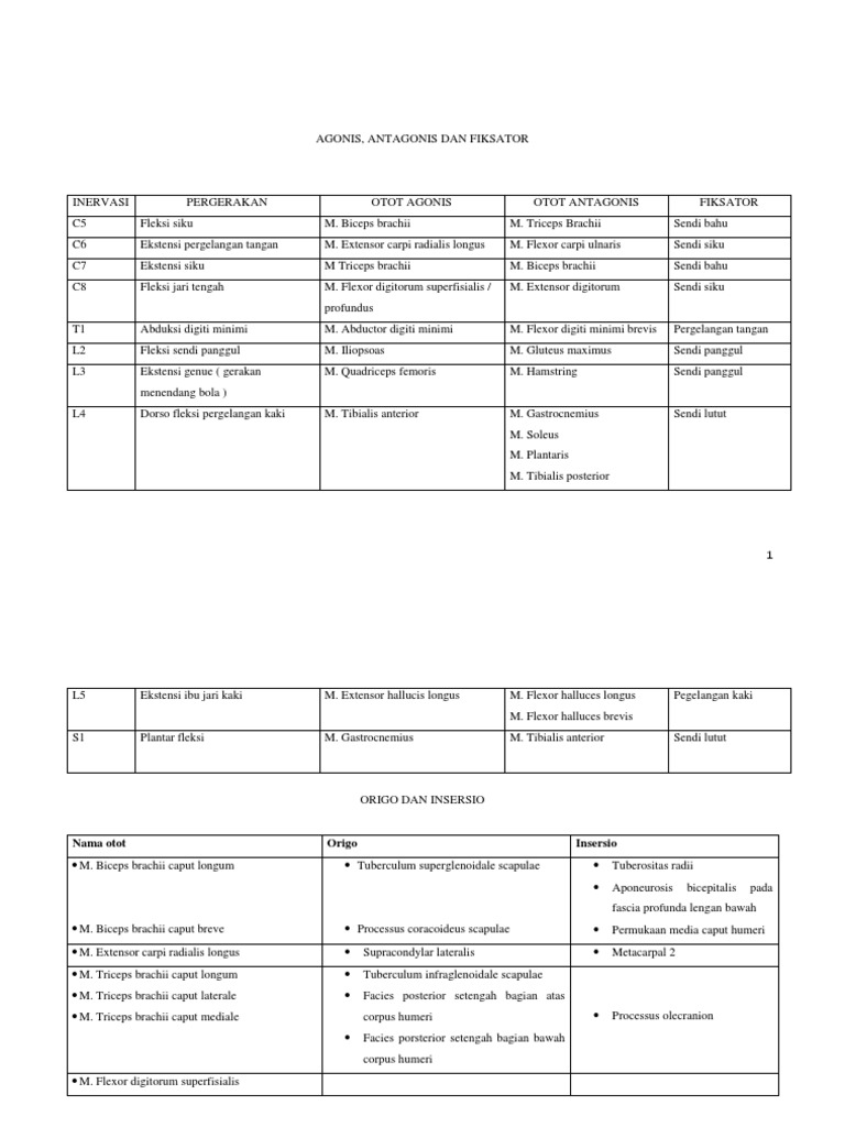 Origo Dan Insersio Otot | PDF