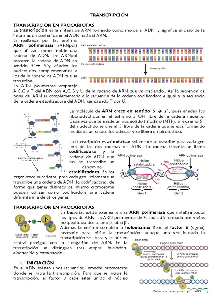 TRANSCRIPCION | Rna | Ribosoma