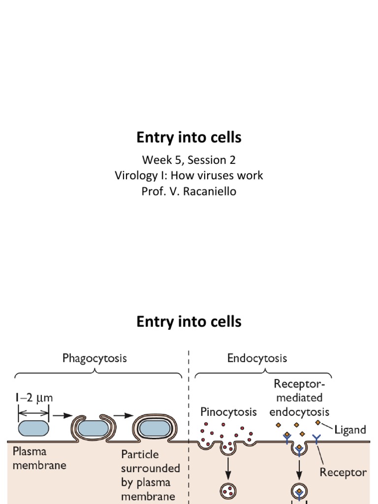 Virus Entry Mechanisms in Cells | PDF | Science & Mathematics