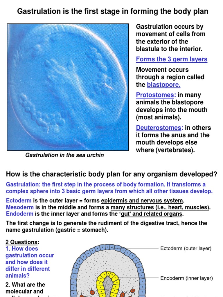 Gastrulation Meaning