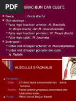 Anatomi Trunkus Manusia | PDF