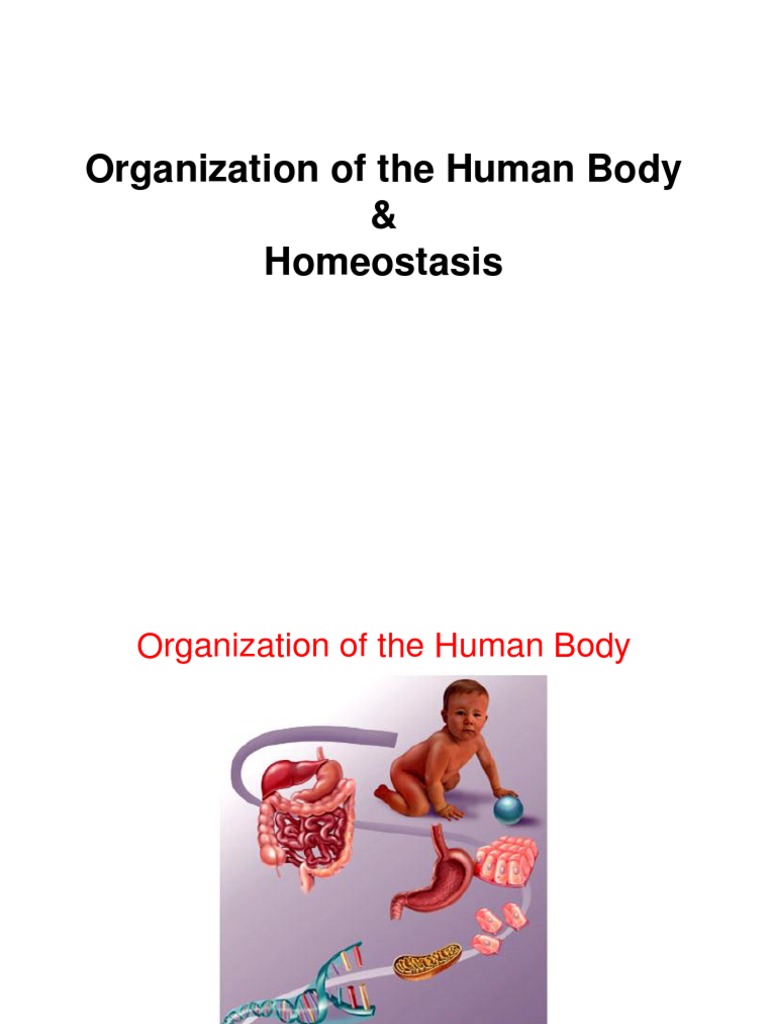 Homeostasis in the Skeletal System | PDF | Homeostasis | Tissue (Biology)