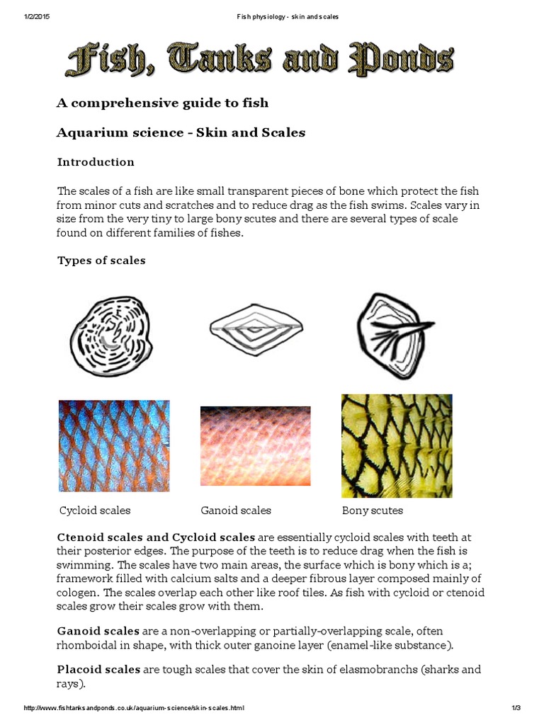 Fish Physiology - Skin and Scales | PDF | Zoology | Aquatic Vertebrates