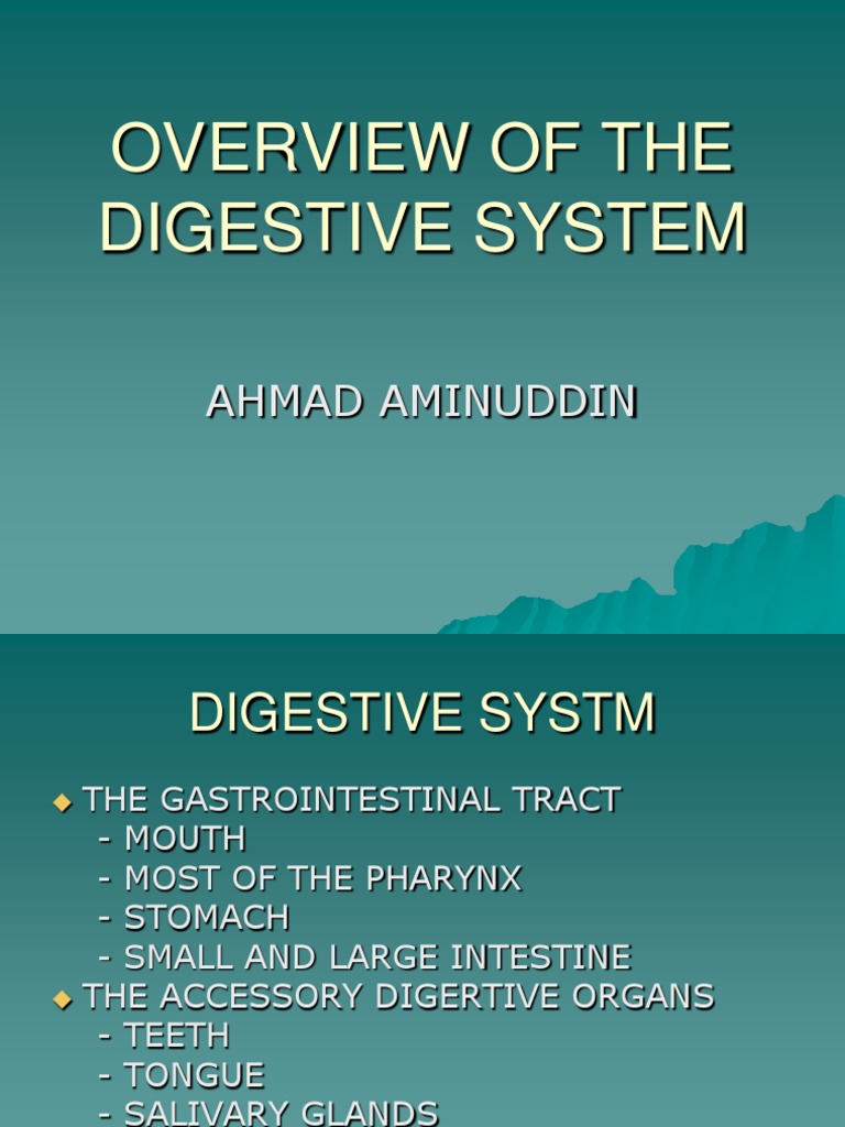Overview of The Digestive System | PDF