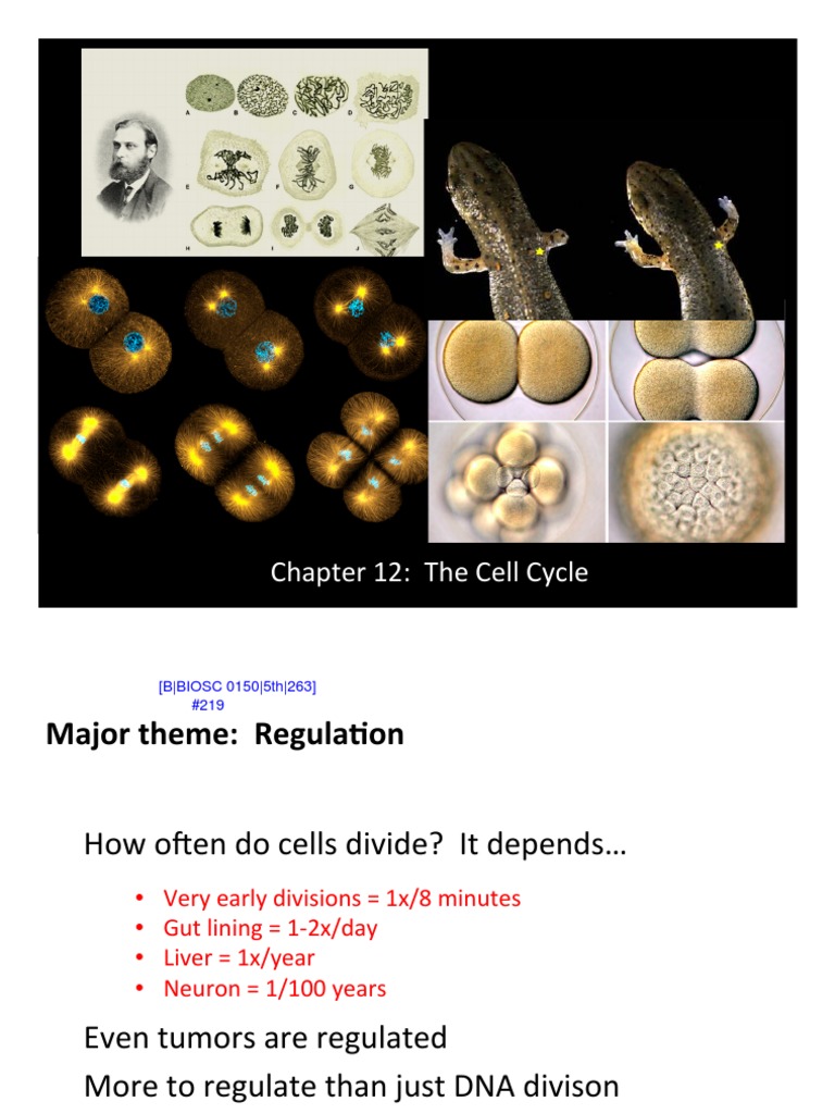 Chapter 12: The Cell Cycle | PDF | Mitosis | Chromosome