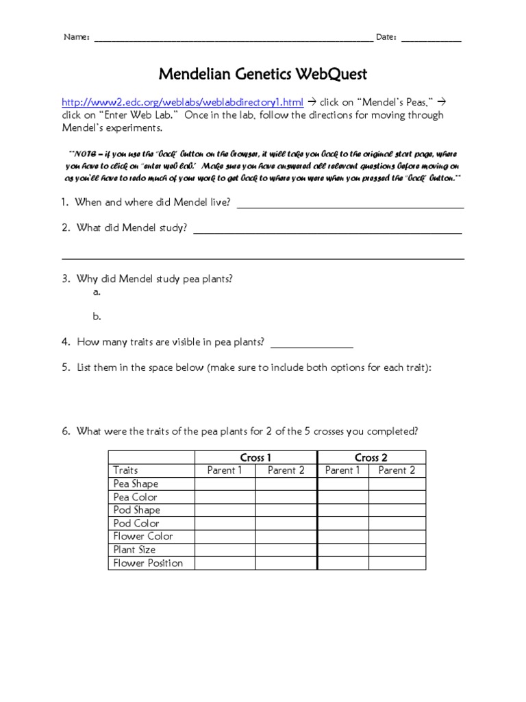 Mendelian Genetics WebQuest Guide | PDF | Pea | Dominance (Genetics)