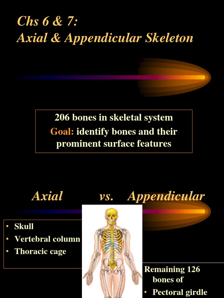 Axial & Appendicular Skeleton Guide | PDF