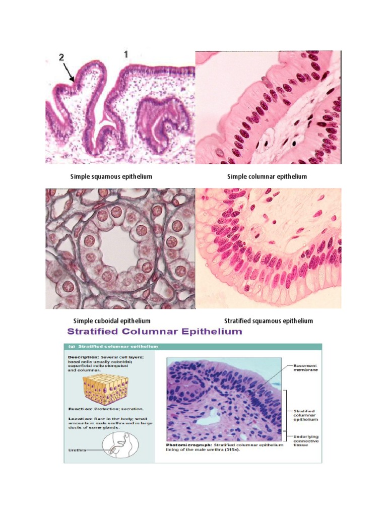 Histology