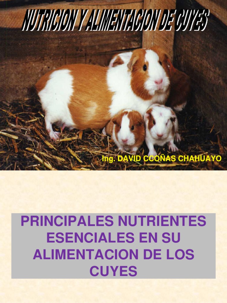 Alimentacion Cuyes | PDF | Diarrea | Vitamina