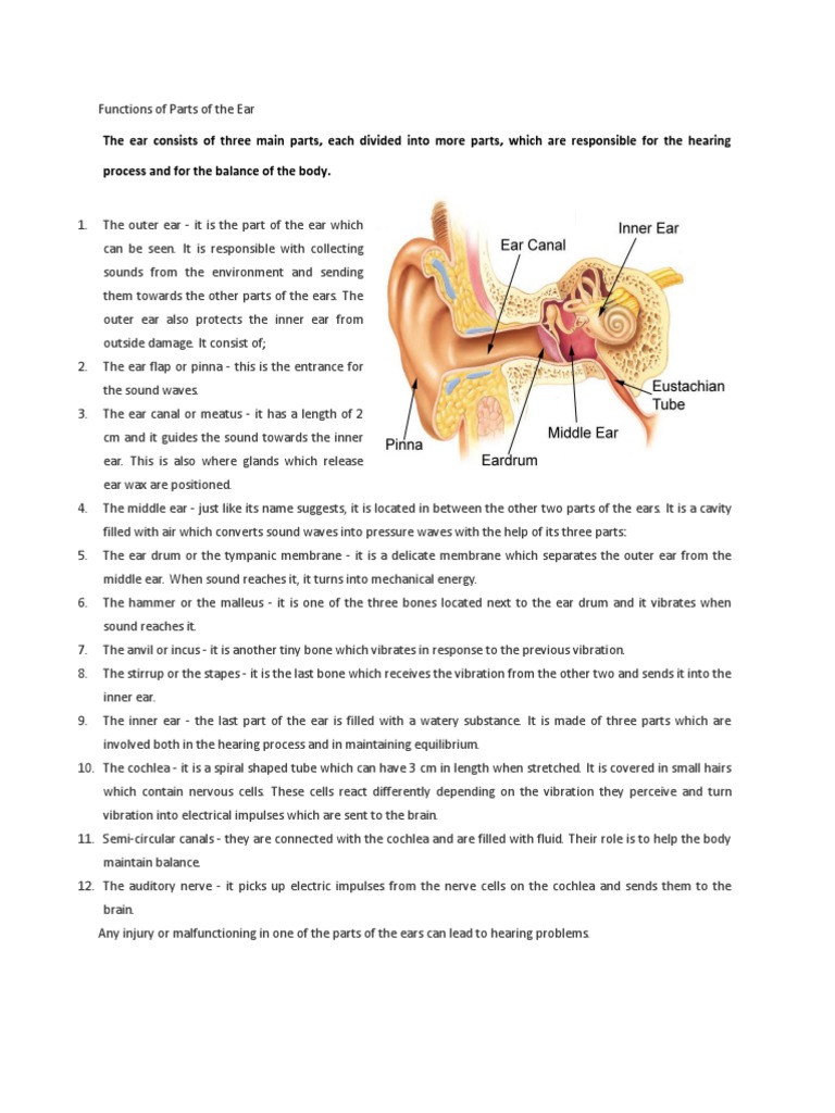 Parts Of The Ears And Their Functions
