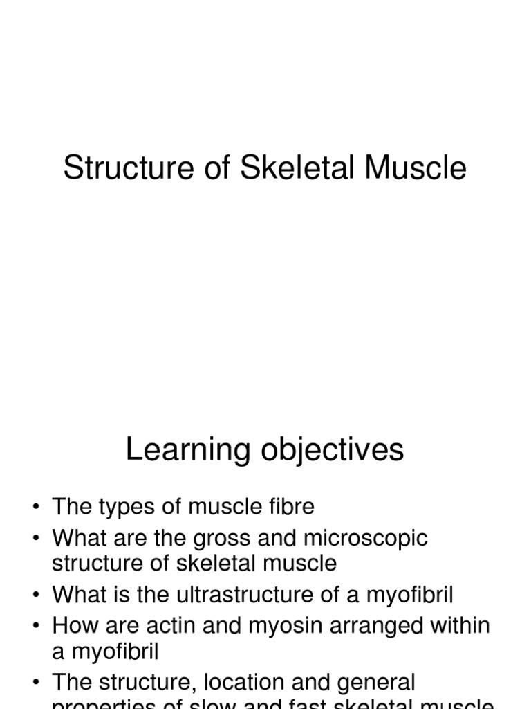 Structure of Skeletal Muscle | PDF | Muscle | Skeletal Muscle