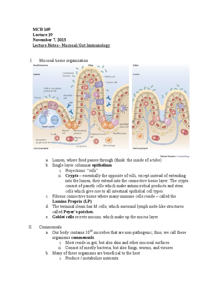 Lecture 19 Notes - Mucosal Immunity | PDF | Immune System | T Cell