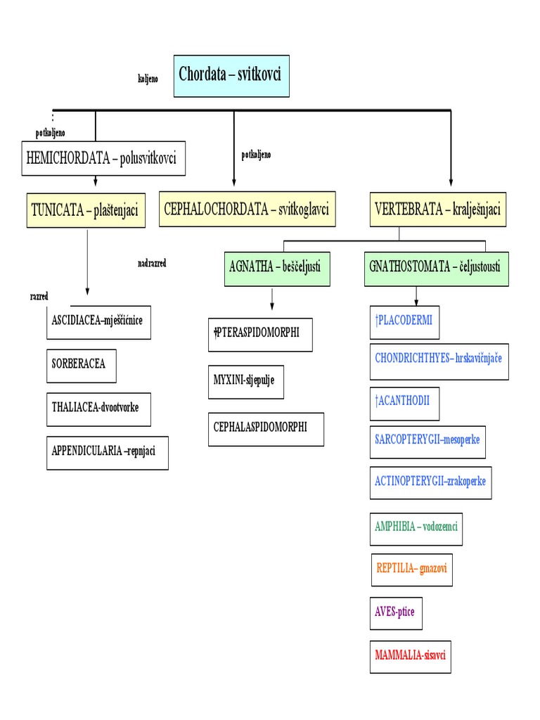 Sistematika Glavnih Skupina | PDF