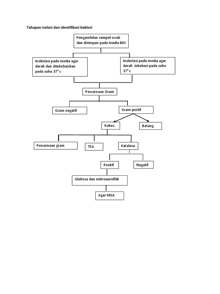 Tahapan Isolasi Dan Identifikasi Bakteri | PDF