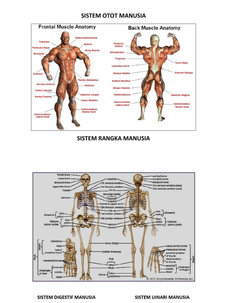Human Body System | PDF