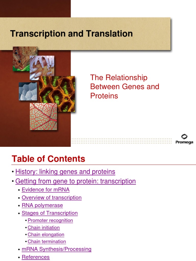 Transcription and Translation: The Relationship Between Genes and ...