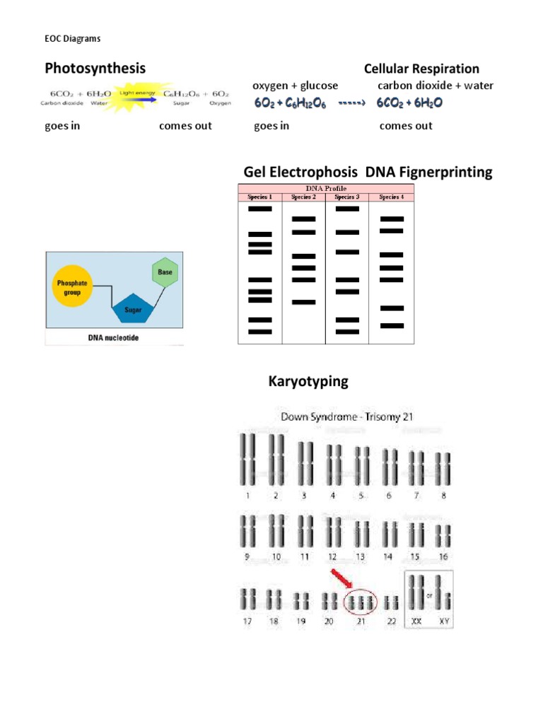 Eoc Diagrams | PDF