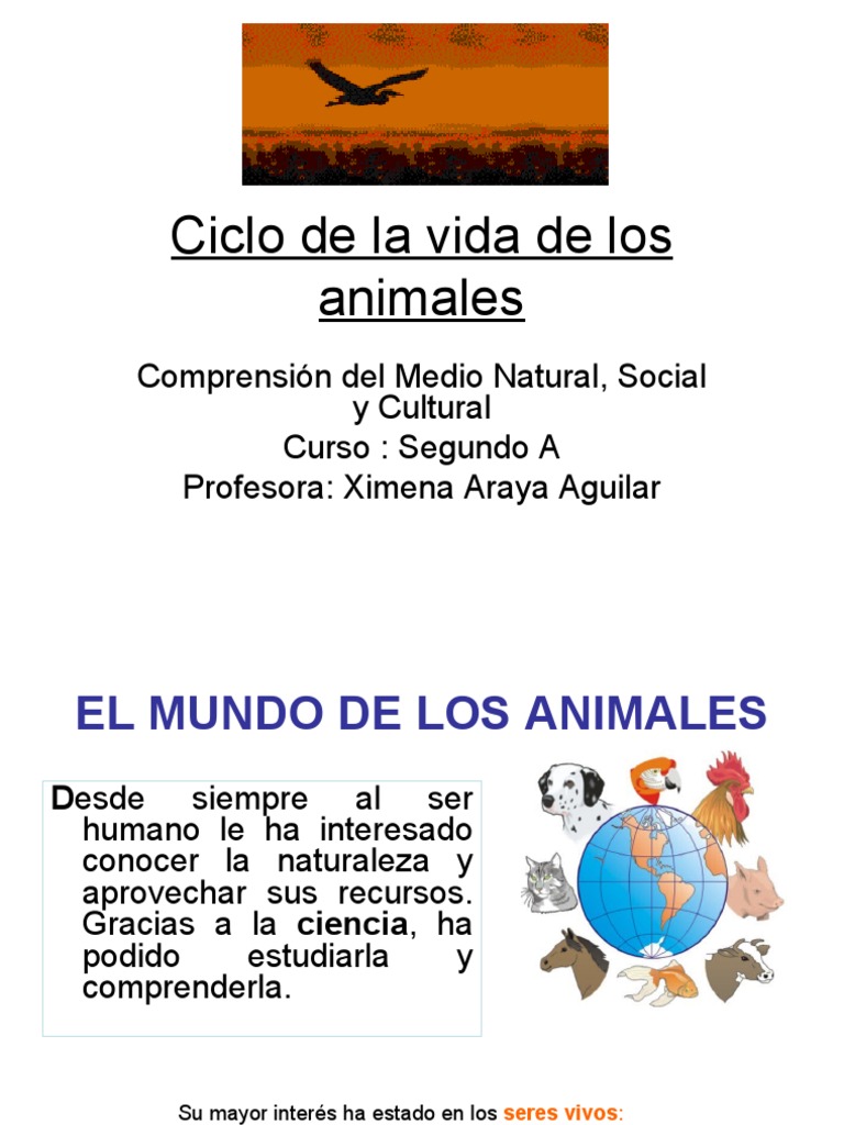Ciclo de La Vida de Los Animales | PDF | Huevo | Aves