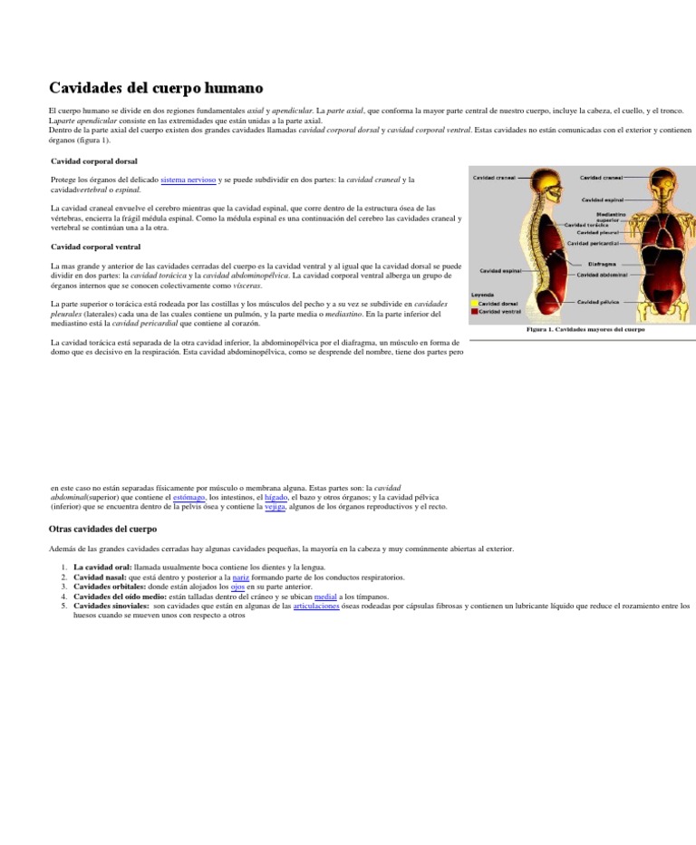 Cavidades del Cuerpo Humano y sus Órganos | PDF | Términos anatómicos ...