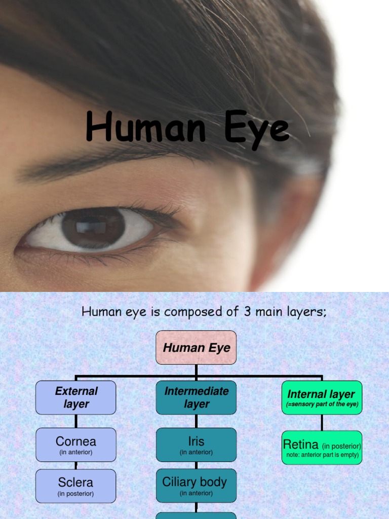 Human Eye | PDF | Human Eye | Eye