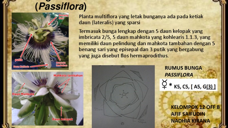 Bunga Markisa (Passiflora) | PDF