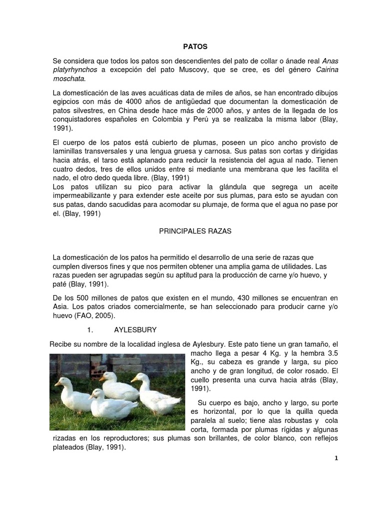 Anatomía, fisiología reproductiva y principales razas de patos ...