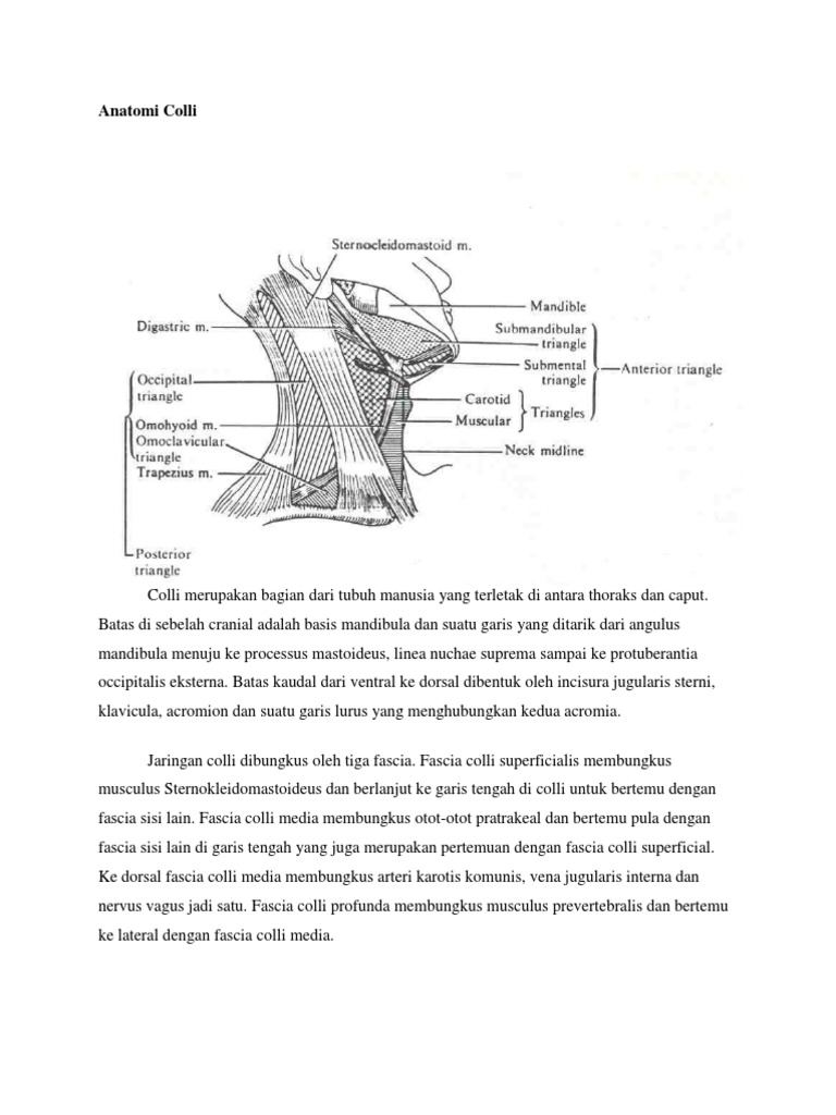 Anatomi Colli | PDF