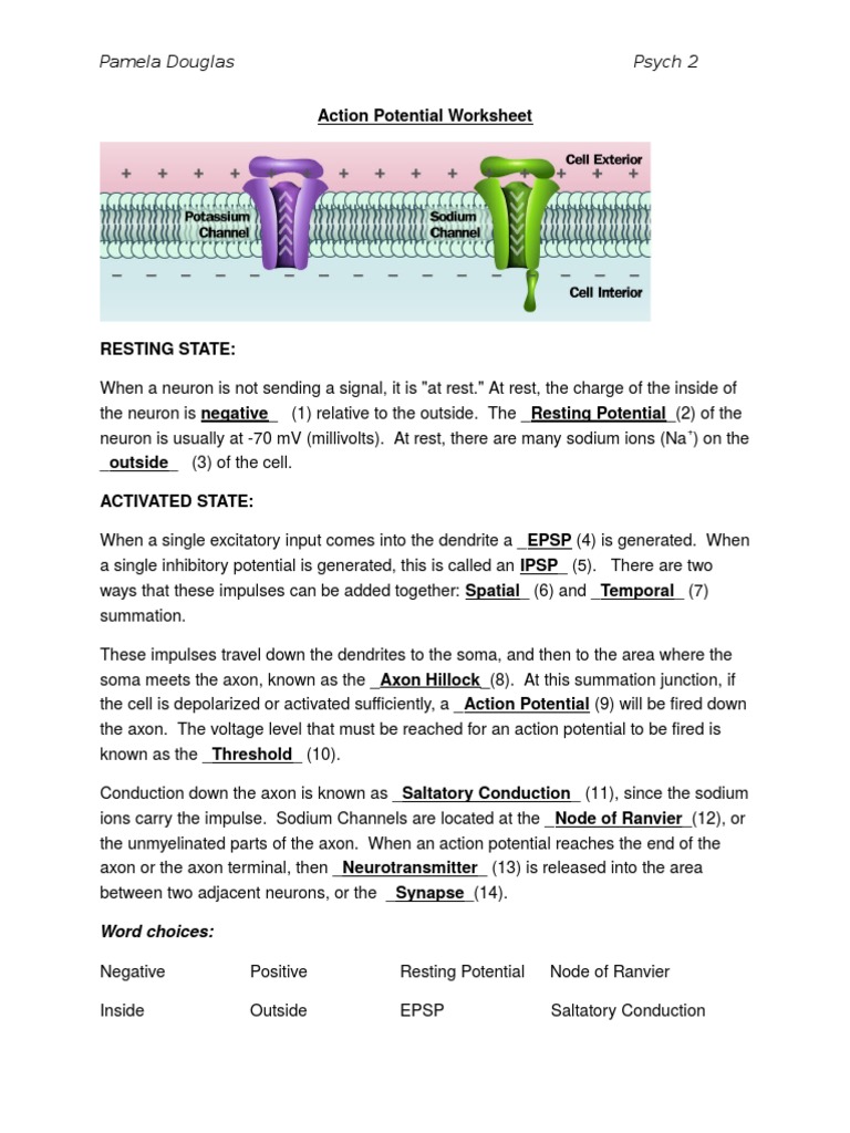 Action Potential Worksheet | PDF