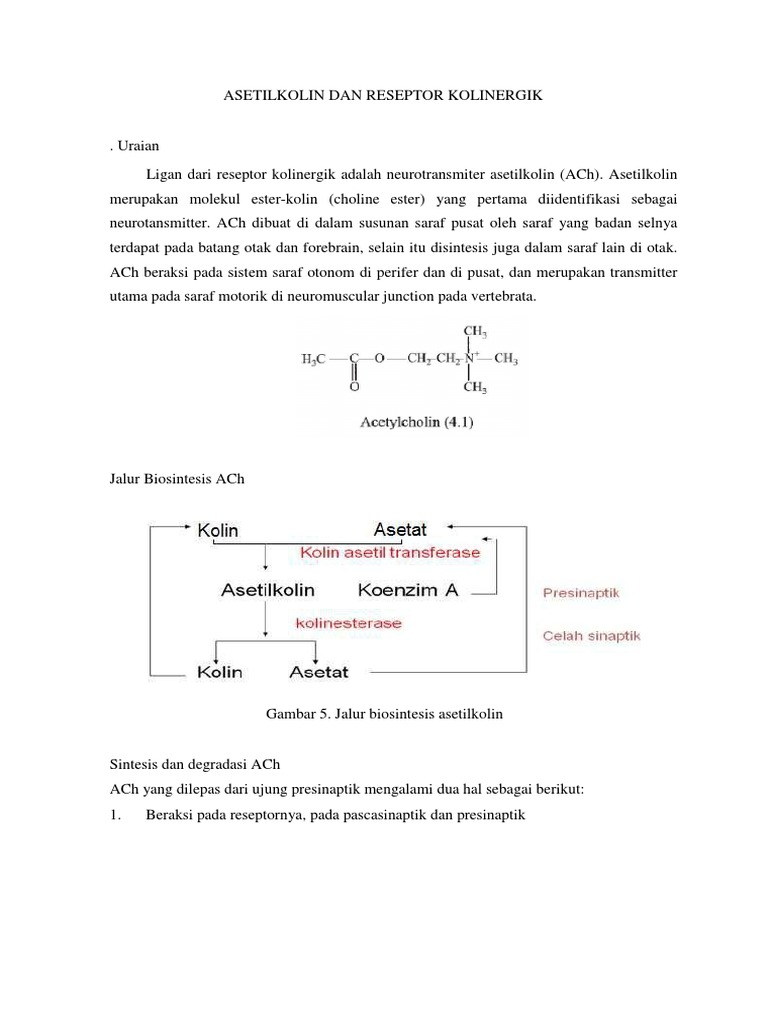 Asetilkolin dan Reseptor Kolinergik | PDF