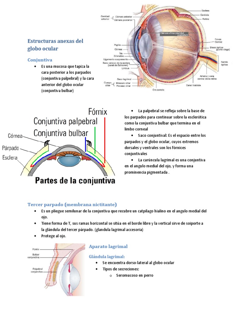 Estructura Del Globo Ocular | Ojo | Córnea