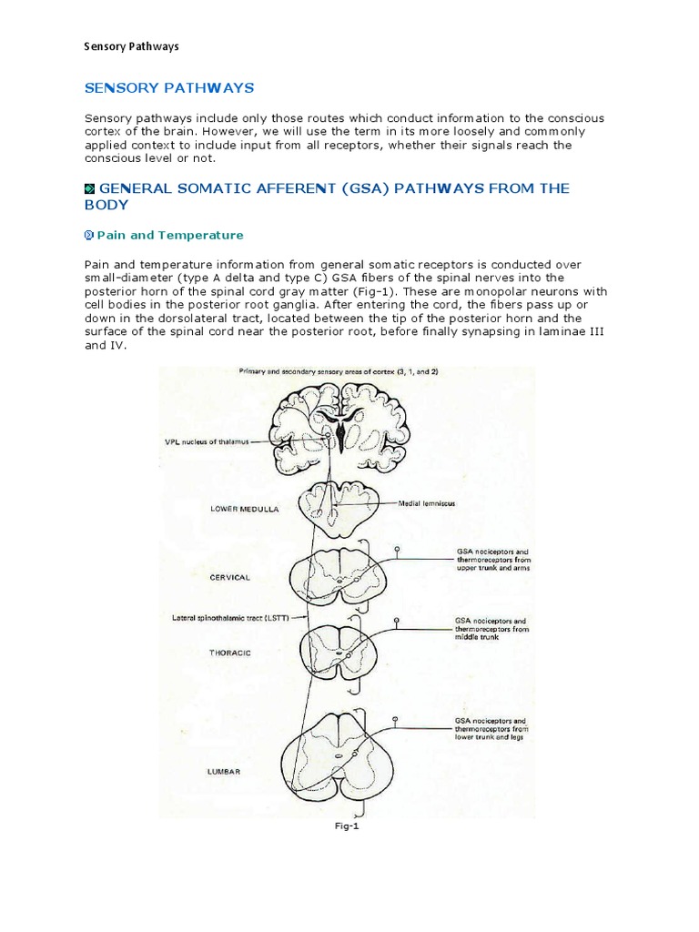 Sensory Pathways | PDF | Somatosensory System | Brainstem