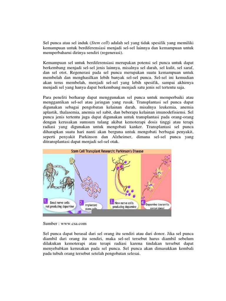 Sel Punca Atau Sel Induk (Stem Cell) | PDF