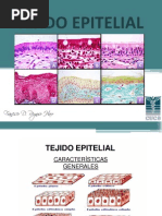 05 Tejidos Epiteliales III Especializaciones Del Dominio Basolateral ...
