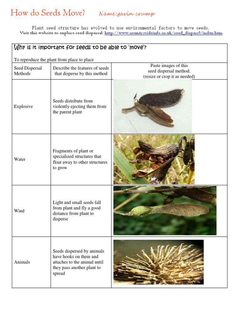 Seed Dispersal Methods Explained | PDF | Home & Garden | Wellness
