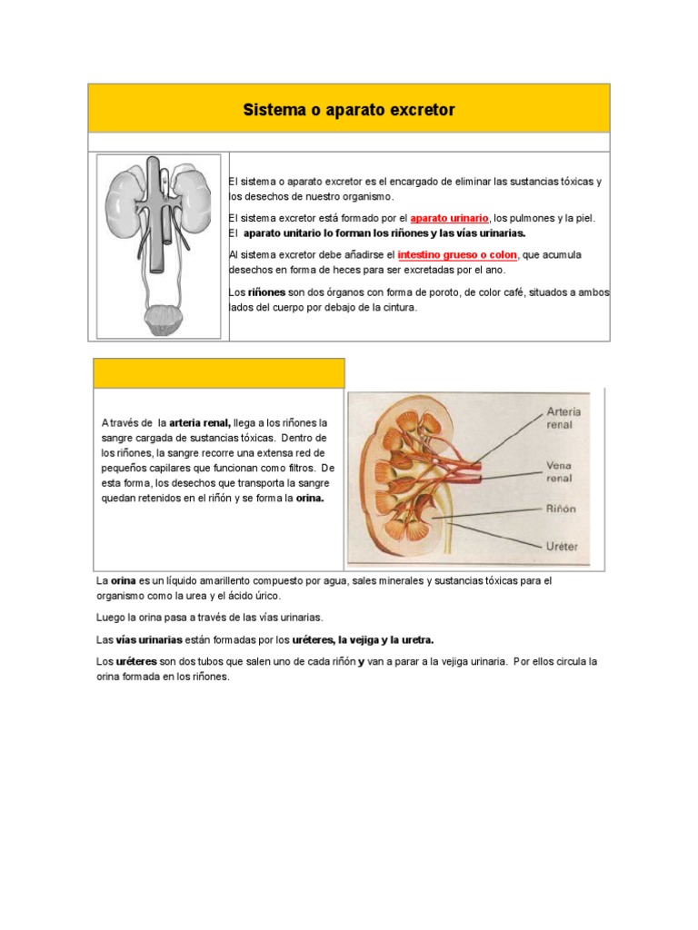 Sistema o Aparato Excretor | PDF | Sistema urinario | Pulmón