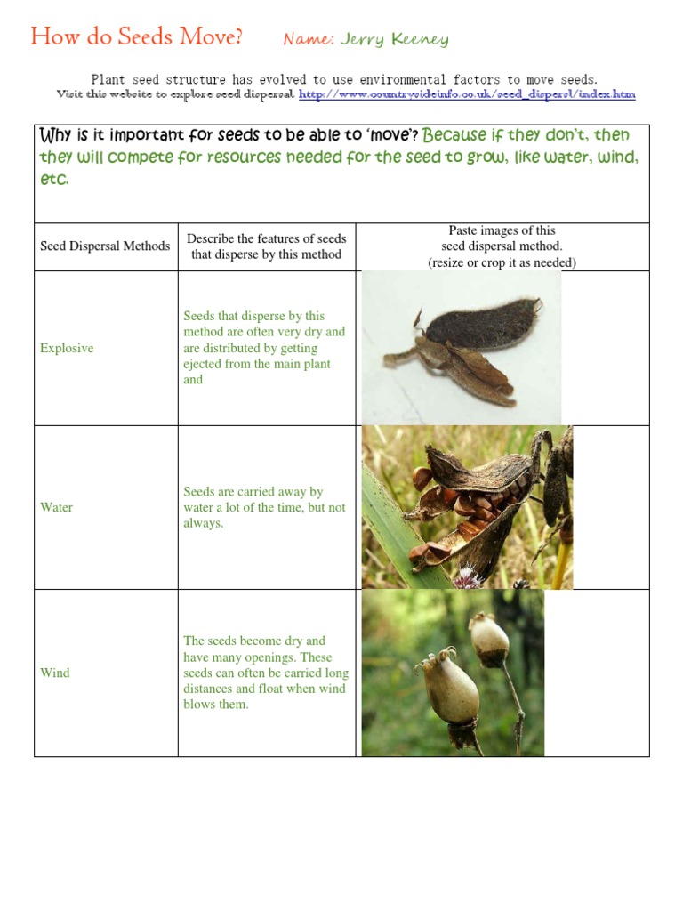 Seed Dispersal Word | PDF
