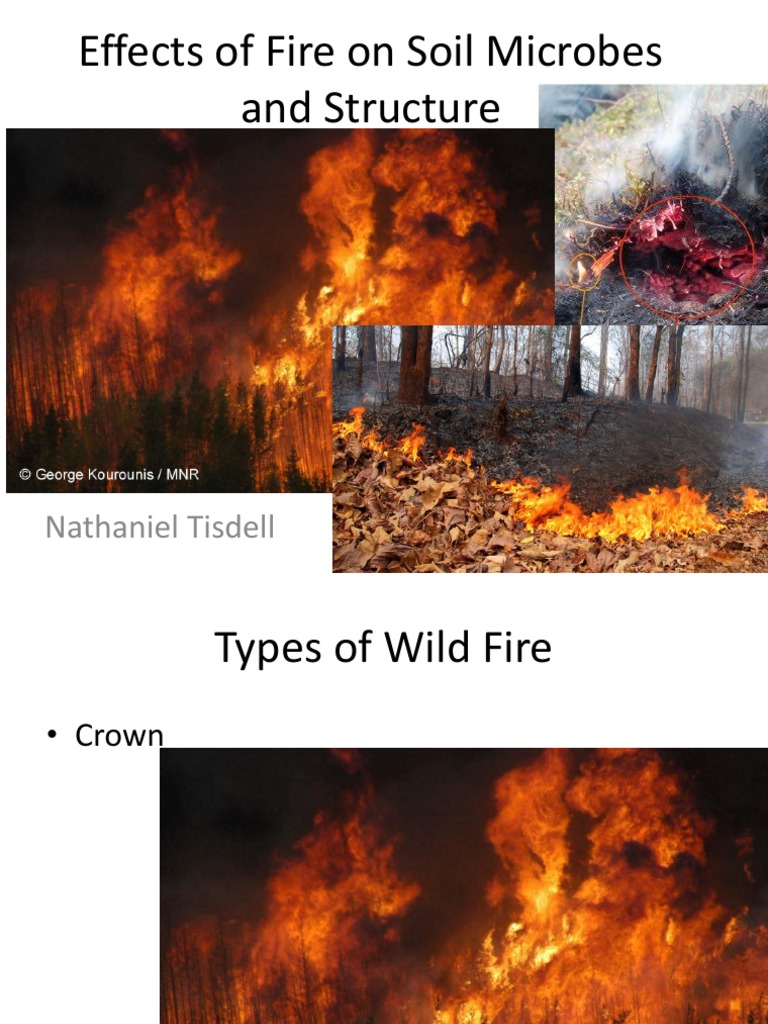Fire and Its Effects On Soil | PDF | Carbon | Surface Runoff