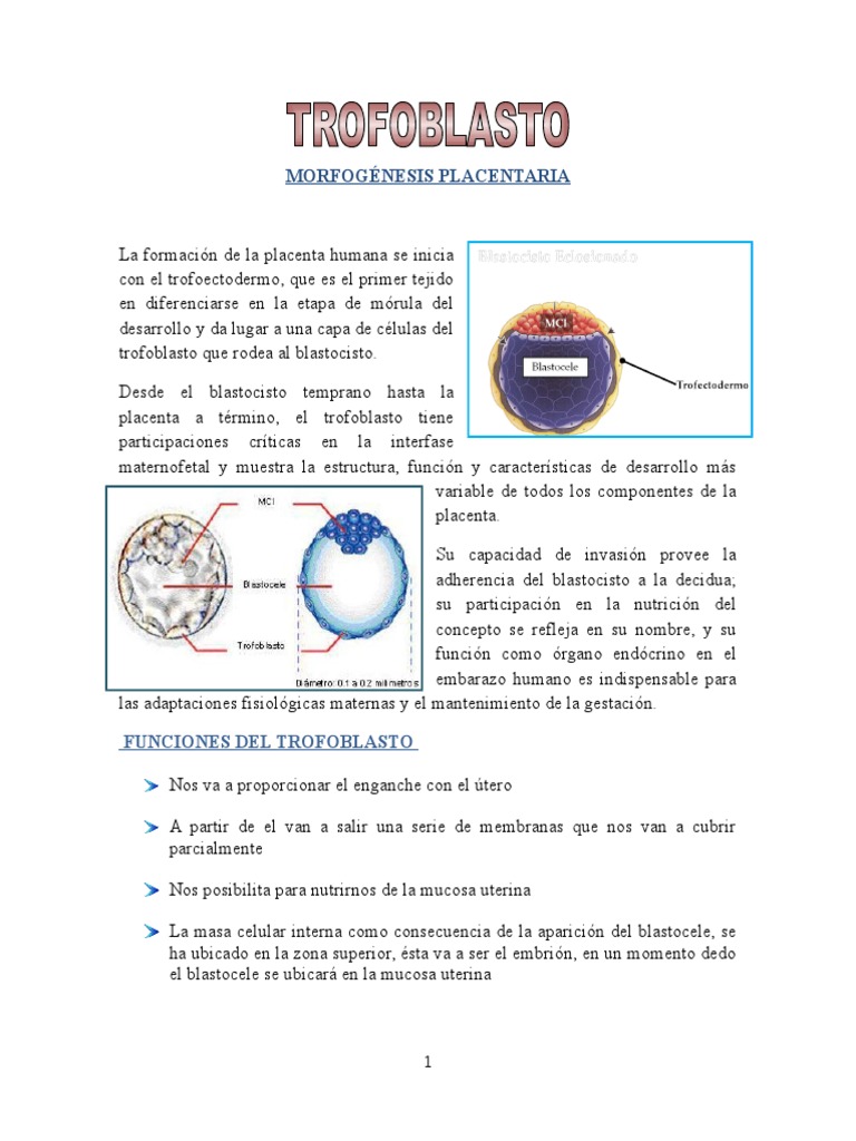 Morfogénesis y diferenciación del trofoblasto durante el desarrollo ...