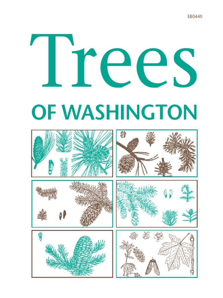 Trees of Washington | PDF | Douglas Fir | Pine