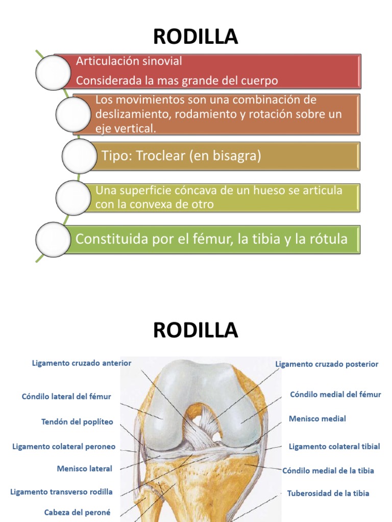 Luxacion Rodilla | Descargar gratis PDF | Rodilla | Extremidades (anatomía)