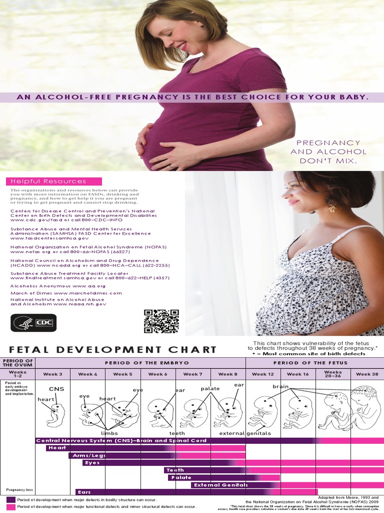 Fetal Development Chart: An Alcohol-Free Pregnancy Is The Best Choice ...