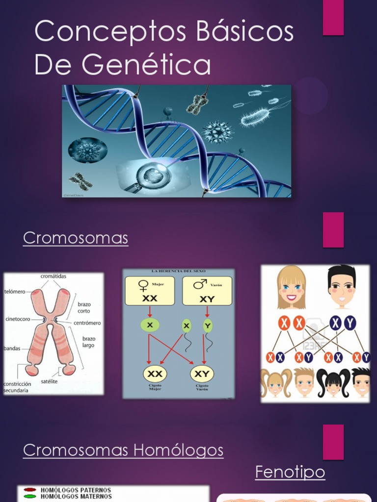 Conceptos Básicos de Genética | PDF
