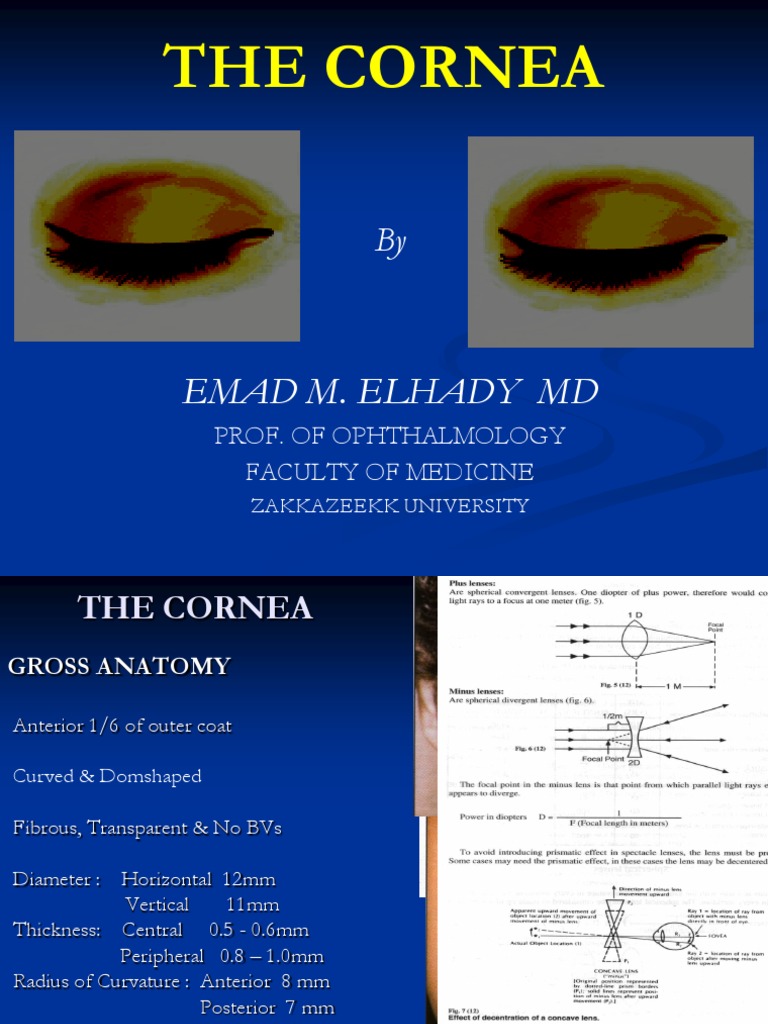 The Cornea | PDF | Cornea | Ophthalmology